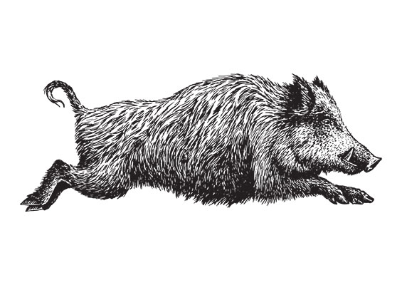 Dzik - Pies z charakterem