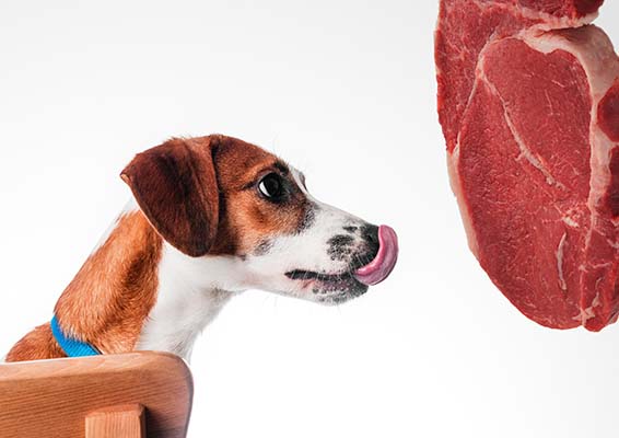 Dieta BARF a suplementy - Pies z charakterem